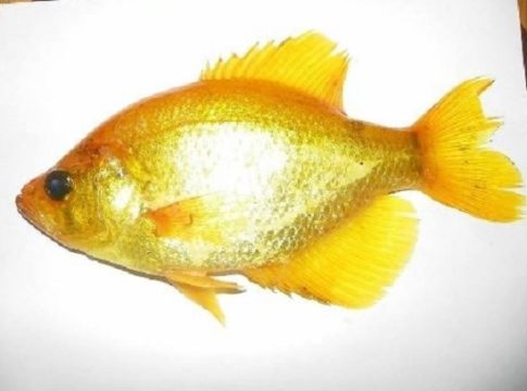 Golden Crappie: Rare and Mysterious