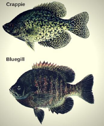 Crappie vs Bluegill (Differences between Crappie and Bluegill )