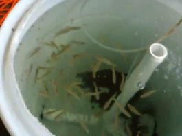 Baby Crappie: What You Need to Know about Baby Crappie