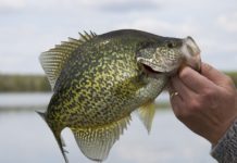 Are Crappie Good to Eat? | Crappie Fisher