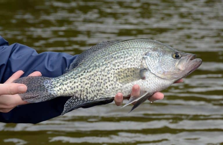 Crappie Anatomy: Black and White Crappie