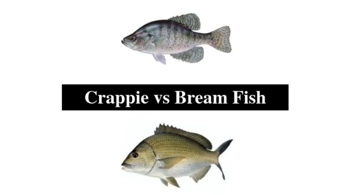 Crappie vs Bream Fish: The Differences Between Crappie and Bream Fish