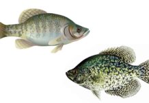 The Crappie Spawn and Seasonal Hideouts | Crappie Fisher