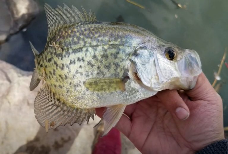 Colorado Crappie Fishing Tips (Free Guides)