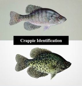 Crappie Identification - Do You Really Able To Recognize Your Crappies?